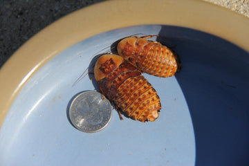 Products – Gold Coast Roaches