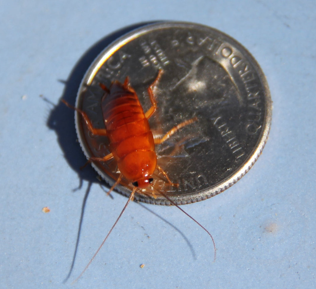 Highest Quality Feeder Roaches For Your Beloved Insect Loving Pets ...